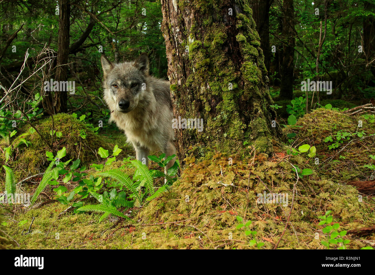 Wolf (Canis lupus) in forest, Great Bear Rainforest, British Columbia ...