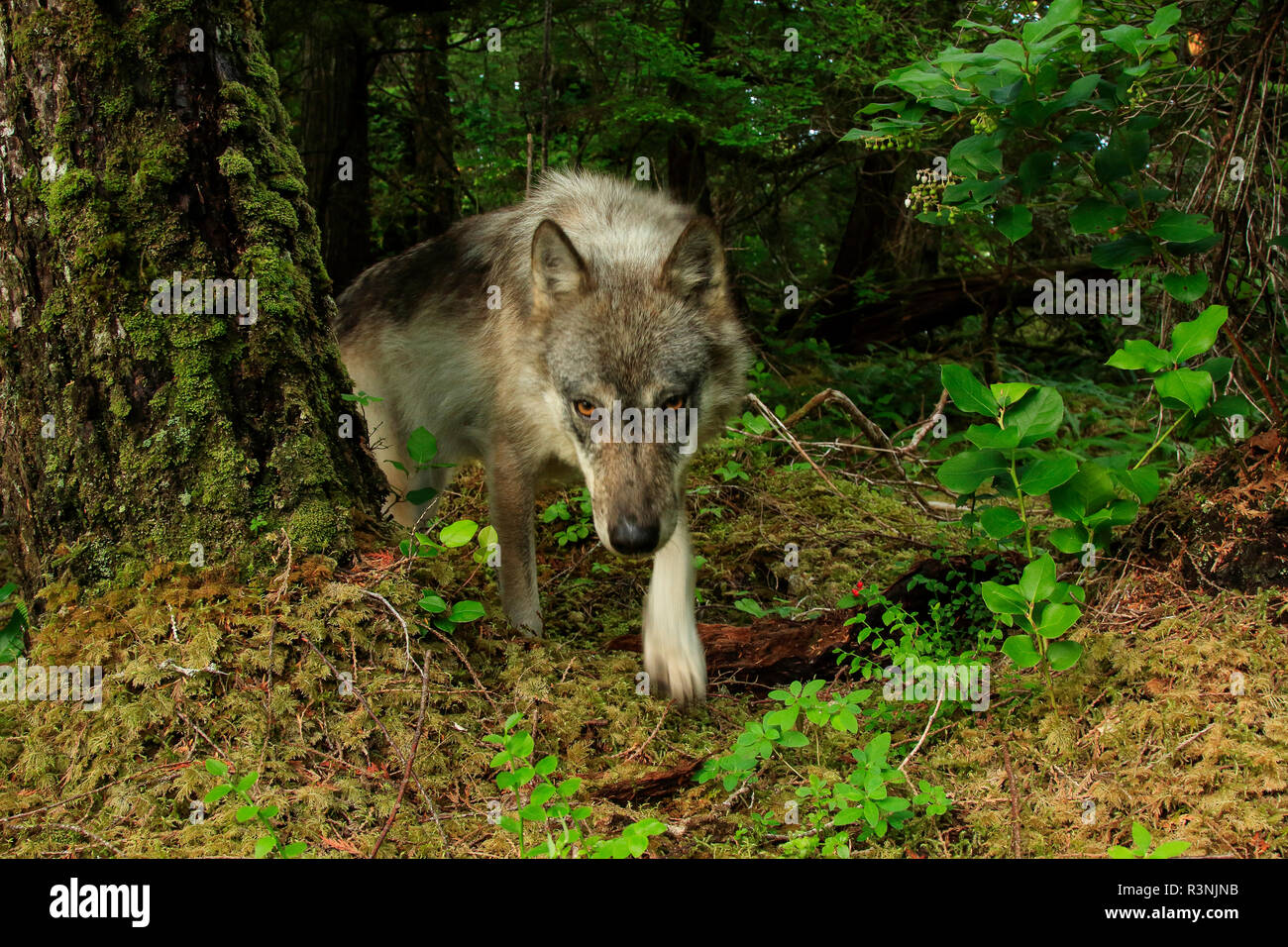 Humid Temperate Rainforests High Resolution Stock Photography and ...