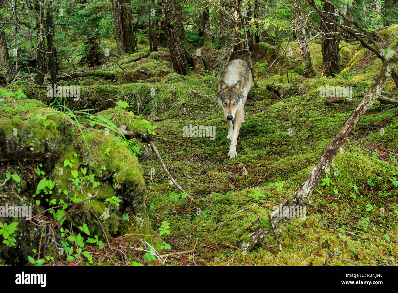Wolf (Canis lupus) in forest, Great Bear Rainforest, British Columbia ...