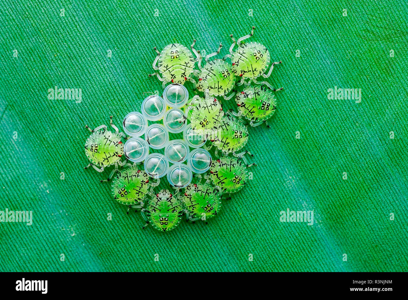 Newly hatched Pentatomid bug nymphs (Pentatomidae) with empty egg ...