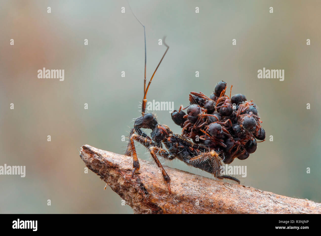 Formicidae Stock Photos & Formicidae Stock Images - Alamy