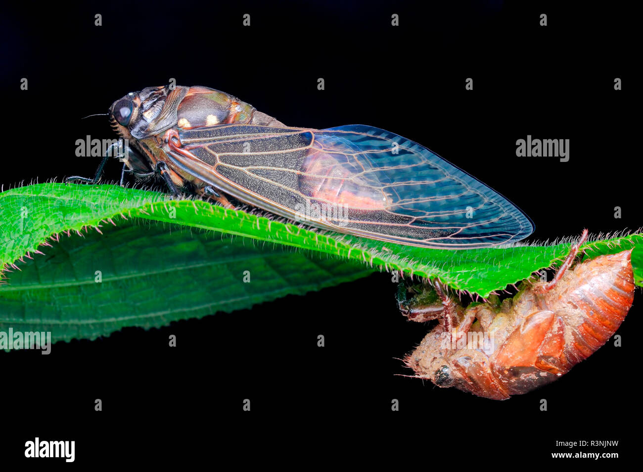 Cicadas auchenorrhyncha homoptera hi-res stock photography and images ...