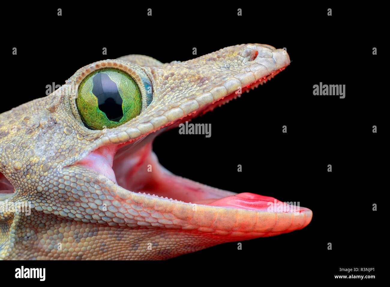 Smith's Green-eyed Gecko (Gekkonidae - Gekko smithii) profile Stock ...