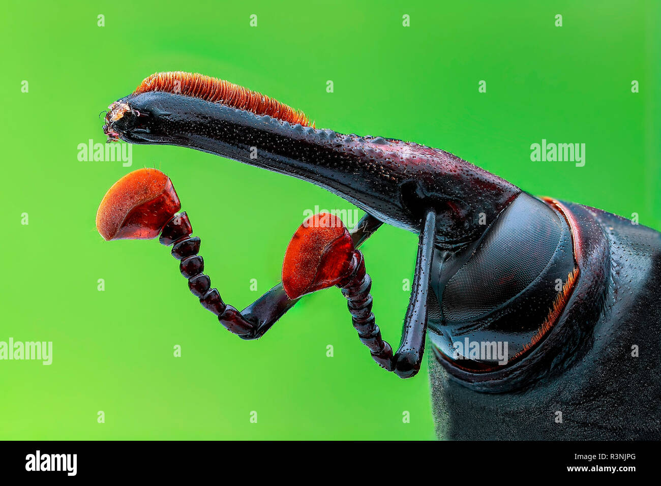 Asian palm weevil (Rhynchophorus ferrugineus) close-up Stock Photo - Alamy
