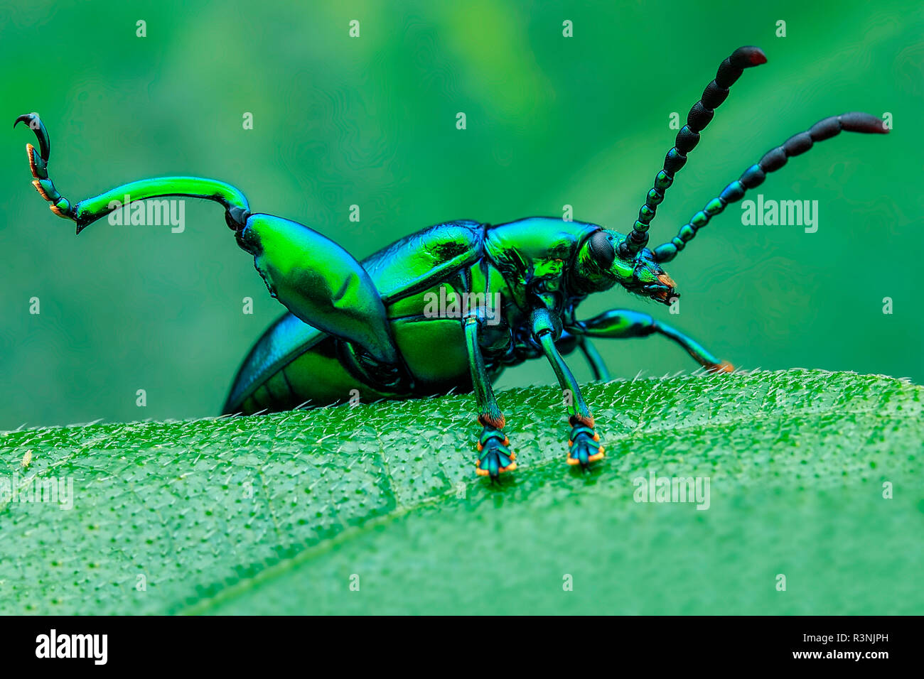 Frog-legged beetle (Sagra buqueti) resting in early morning Stock Photo ...