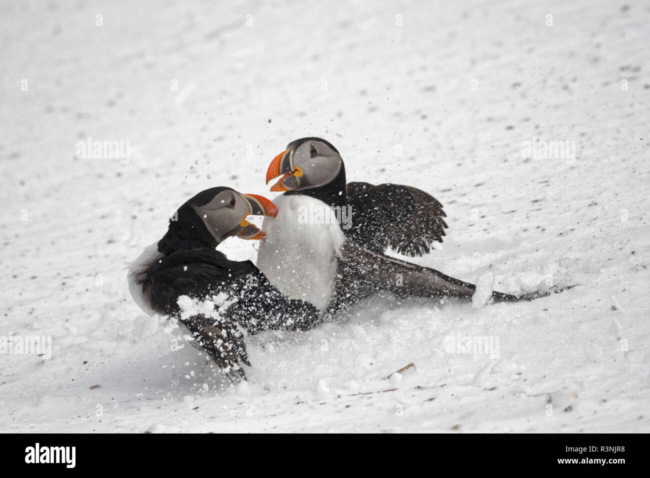 Atlantic puffin (Fratercula arctica) fighting on Hornoya Island ...