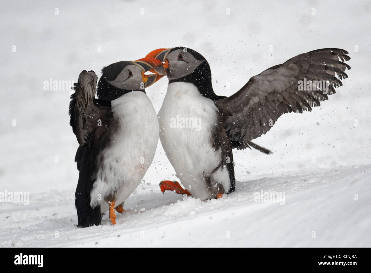 Atlantic puffin (Fratercula arctica) fighting on Hornoya Island ...