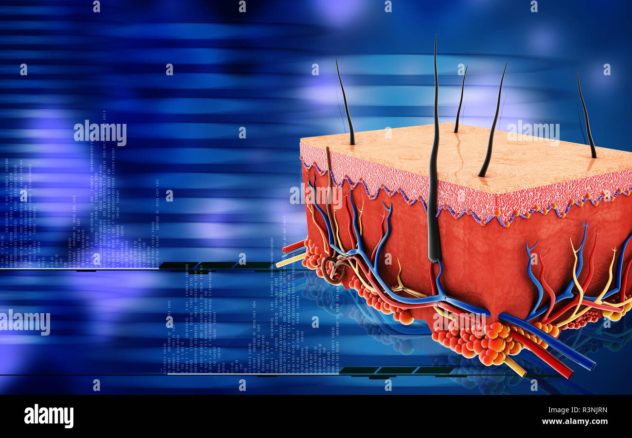 Root hair cells hi-res stock photography and images - Alamy