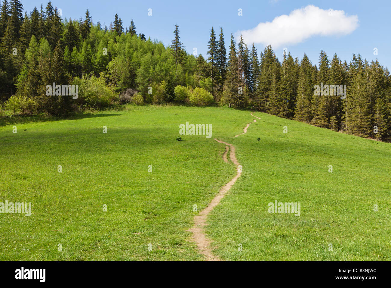 Meadow with pine trees hi-res stock photography and images - Alamy