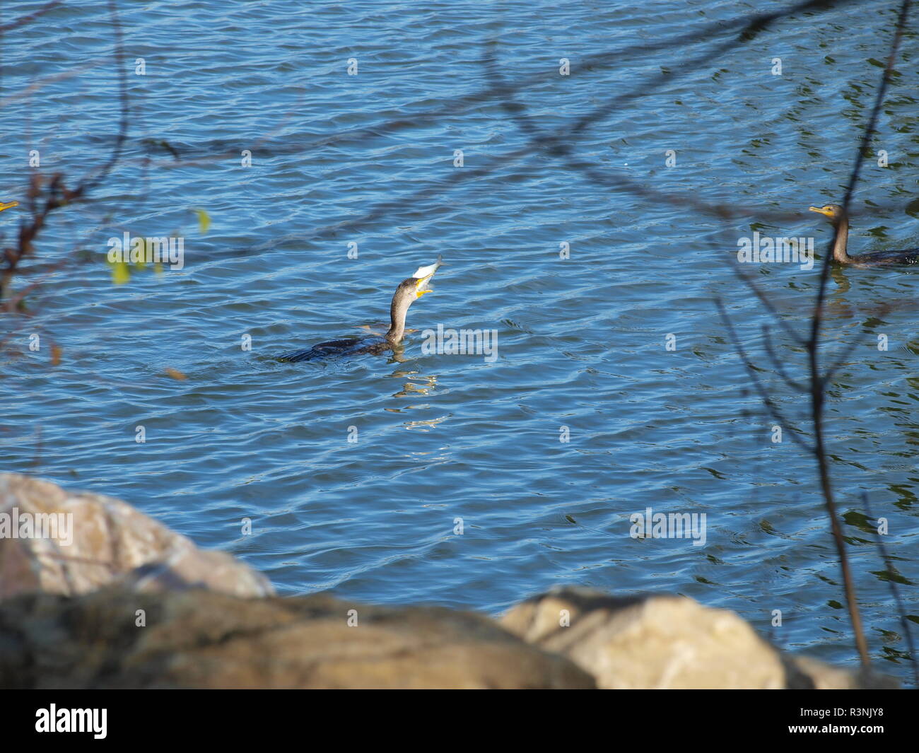 Tracking geese hi-res stock photography and images - Alamy