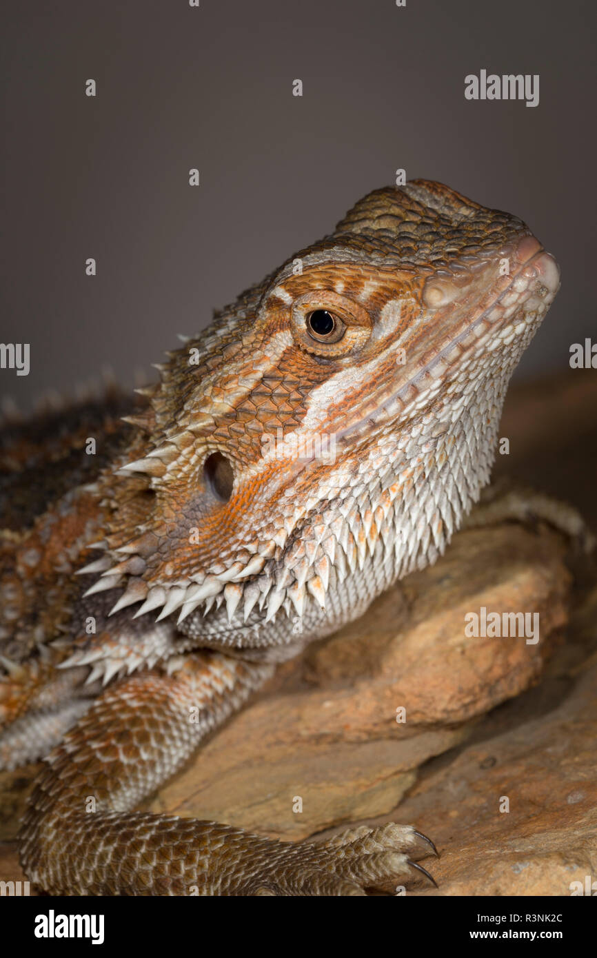 Central Bearded dragon, Pogona vitticeps, controlled situation Stock ...