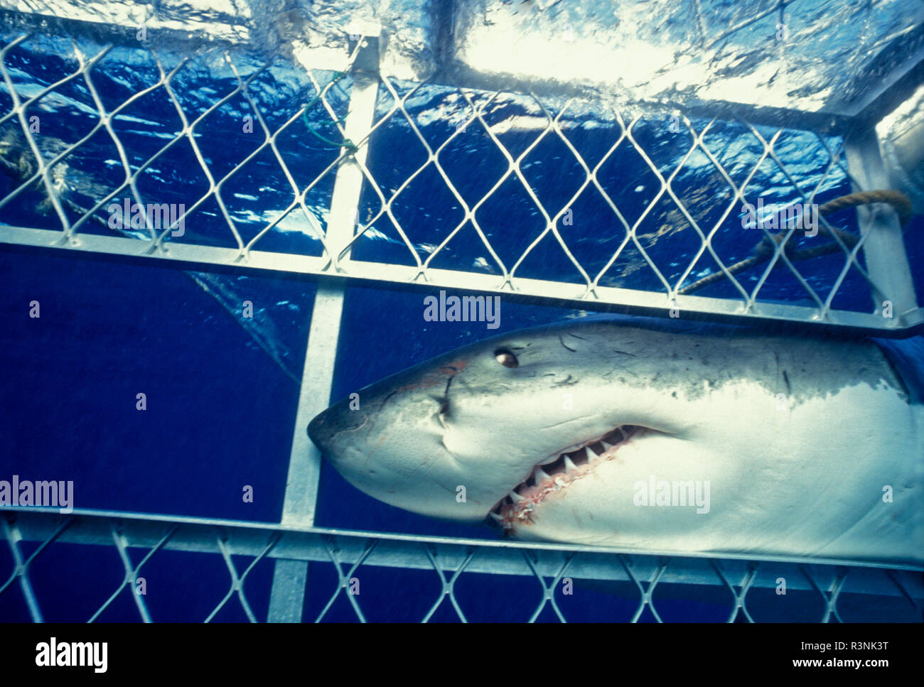 Great White Shark (Carcharodon carcharias) Dangerous Reef, South ...