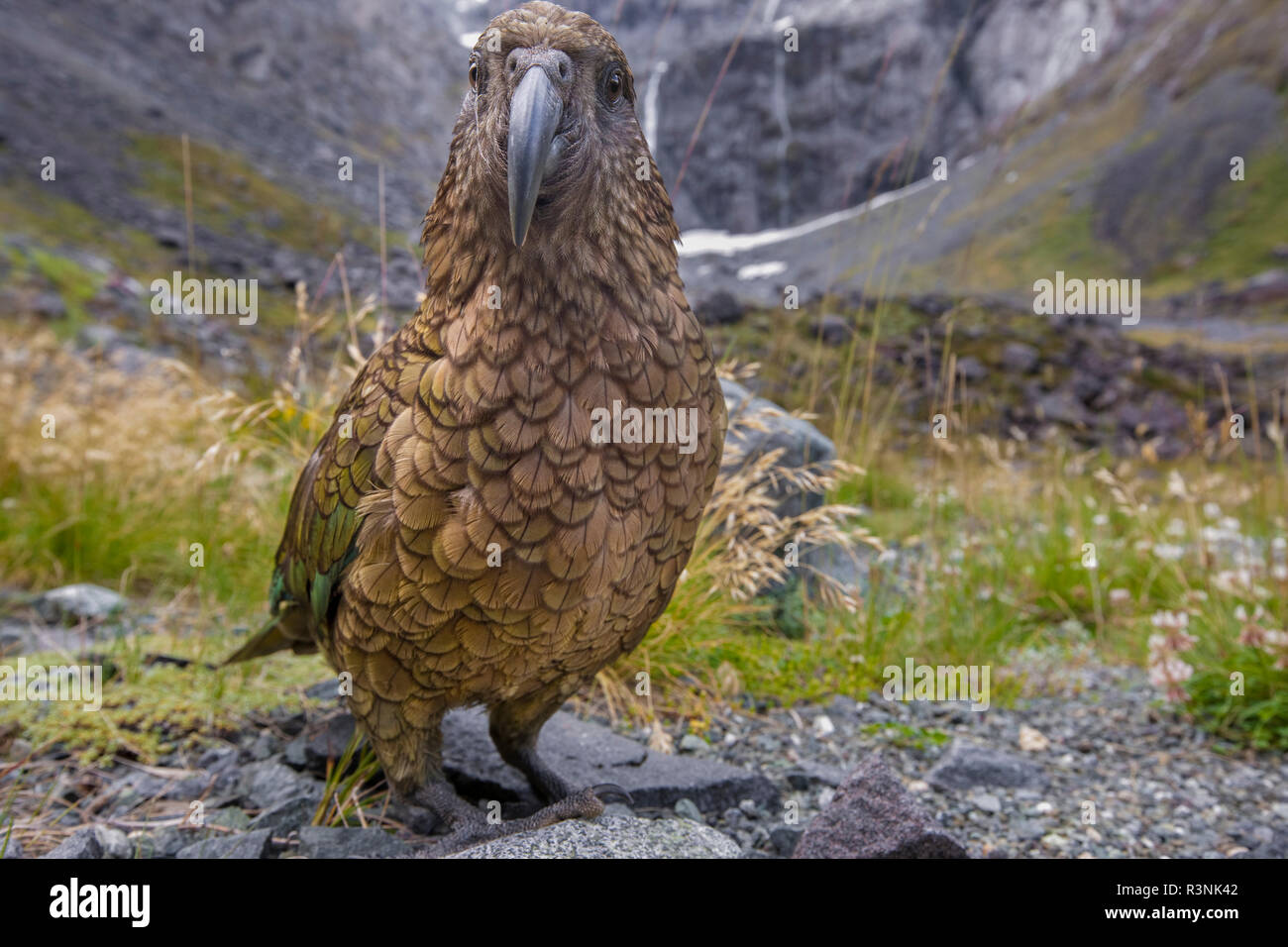 Kea bird detail hi-res stock photography and images - Alamy