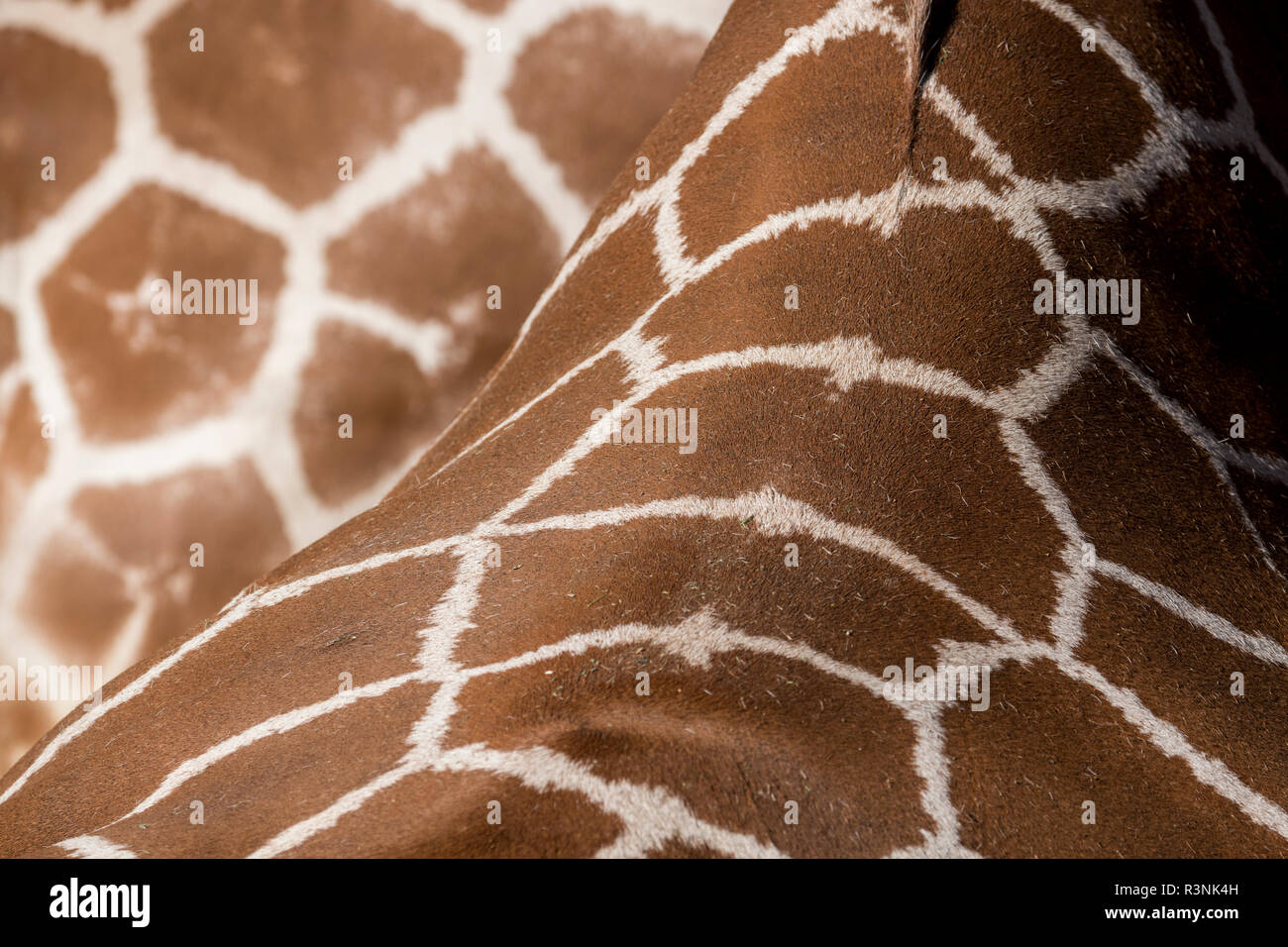 Coat patterns hi-res stock photography and images - Alamy