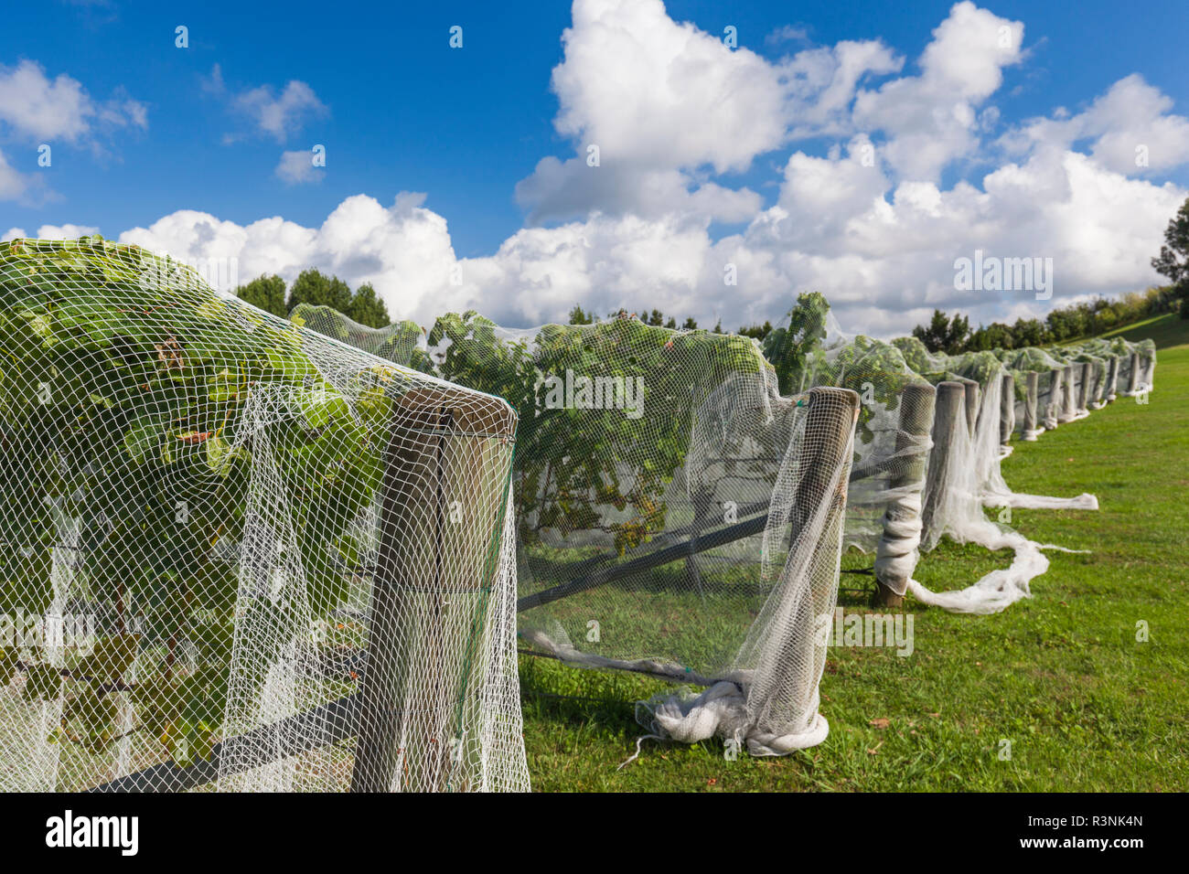 New Zealand, North Island, Auckland. Vineyard Stock Photo - Alamy