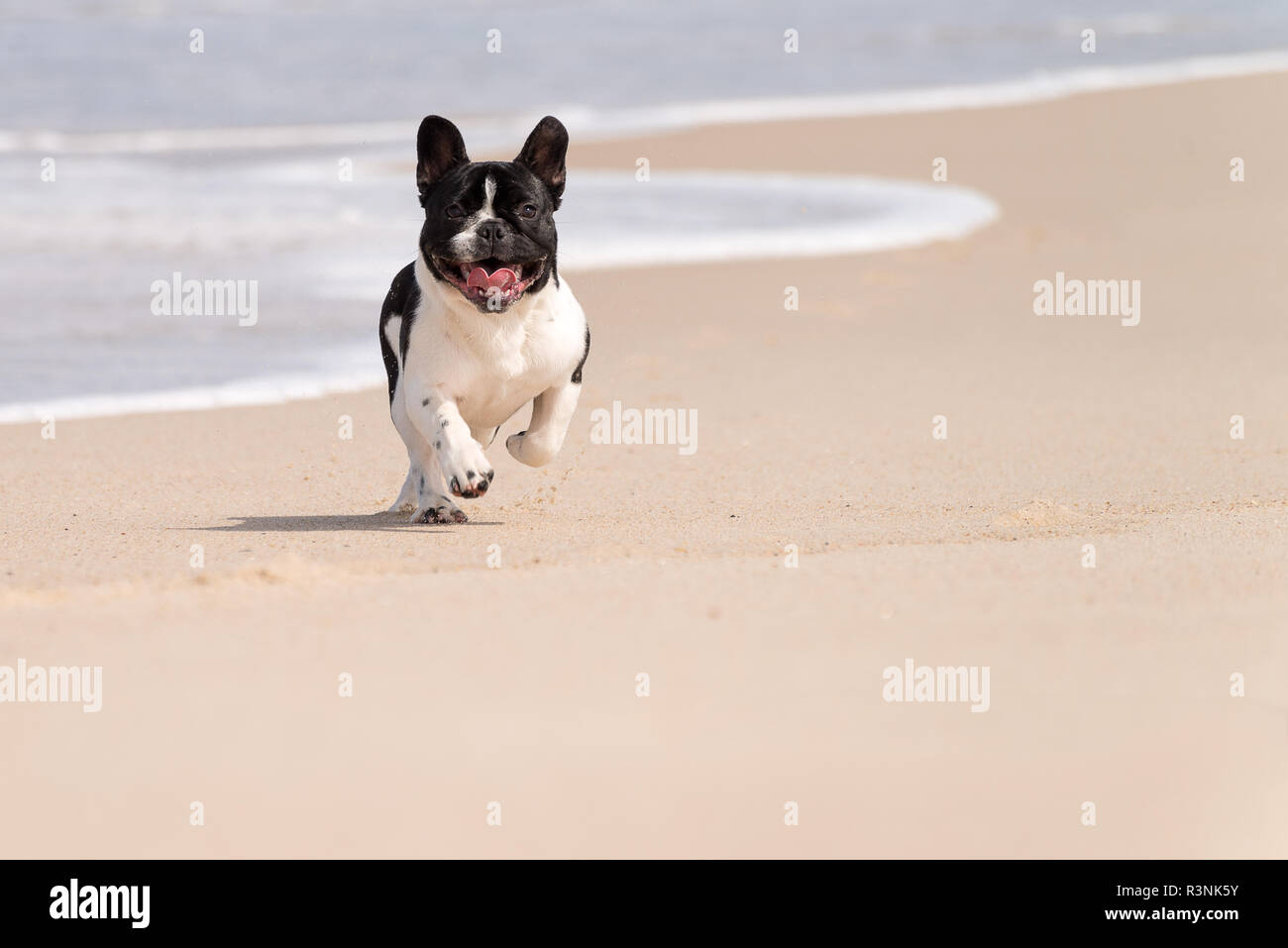 French bulldog running on the beach Stock Photo - Alamy