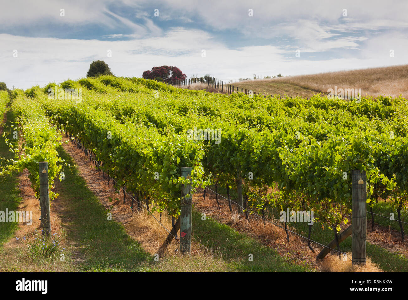 Te Awanga High Resolution Stock Photography and Images - Alamy