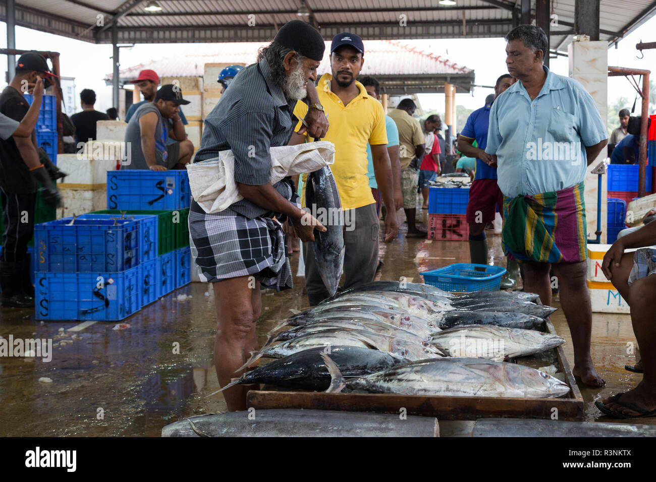 Early morning fish market in Negombo, Sri Lanka Stock Photo - Alamy
