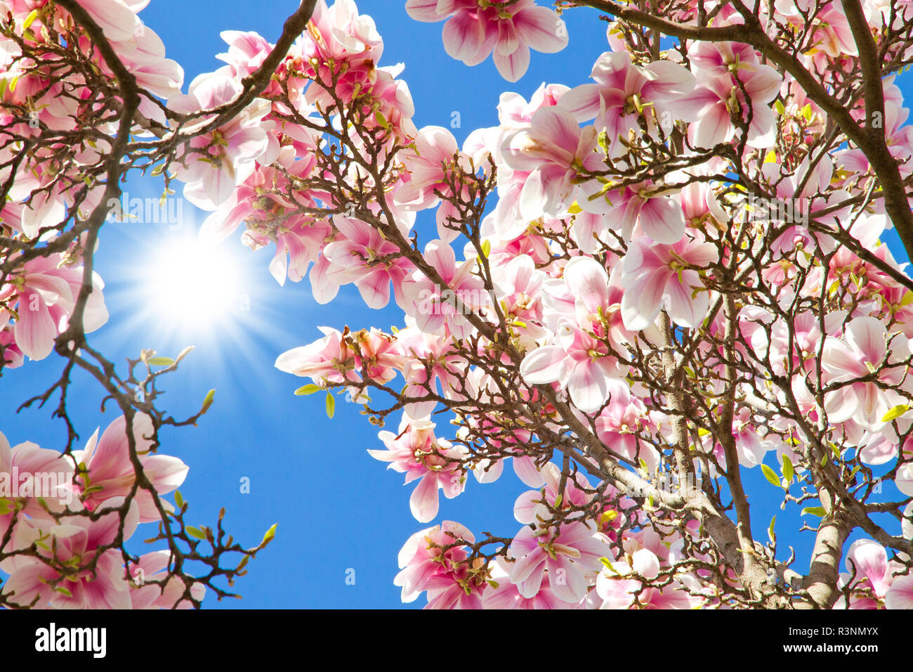 magnolia tree in spring Stock Photo - Alamy