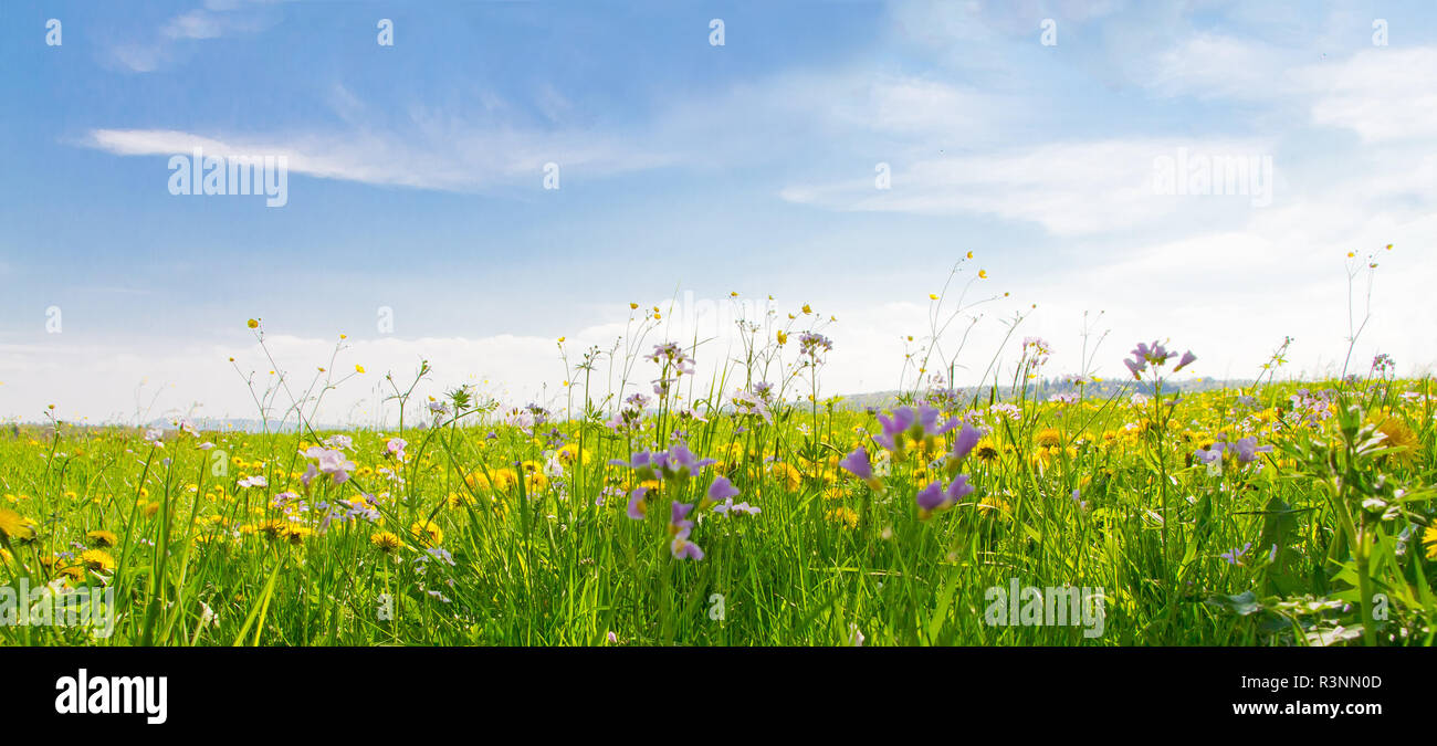 spring meadow with blue sky - panorama Stock Photo - Alamy