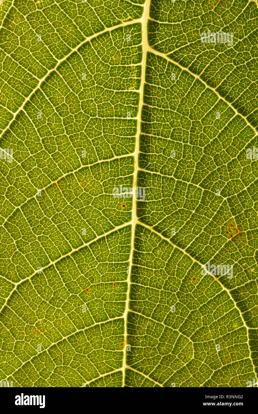 Veins structure hi-res stock photography and images - Alamy