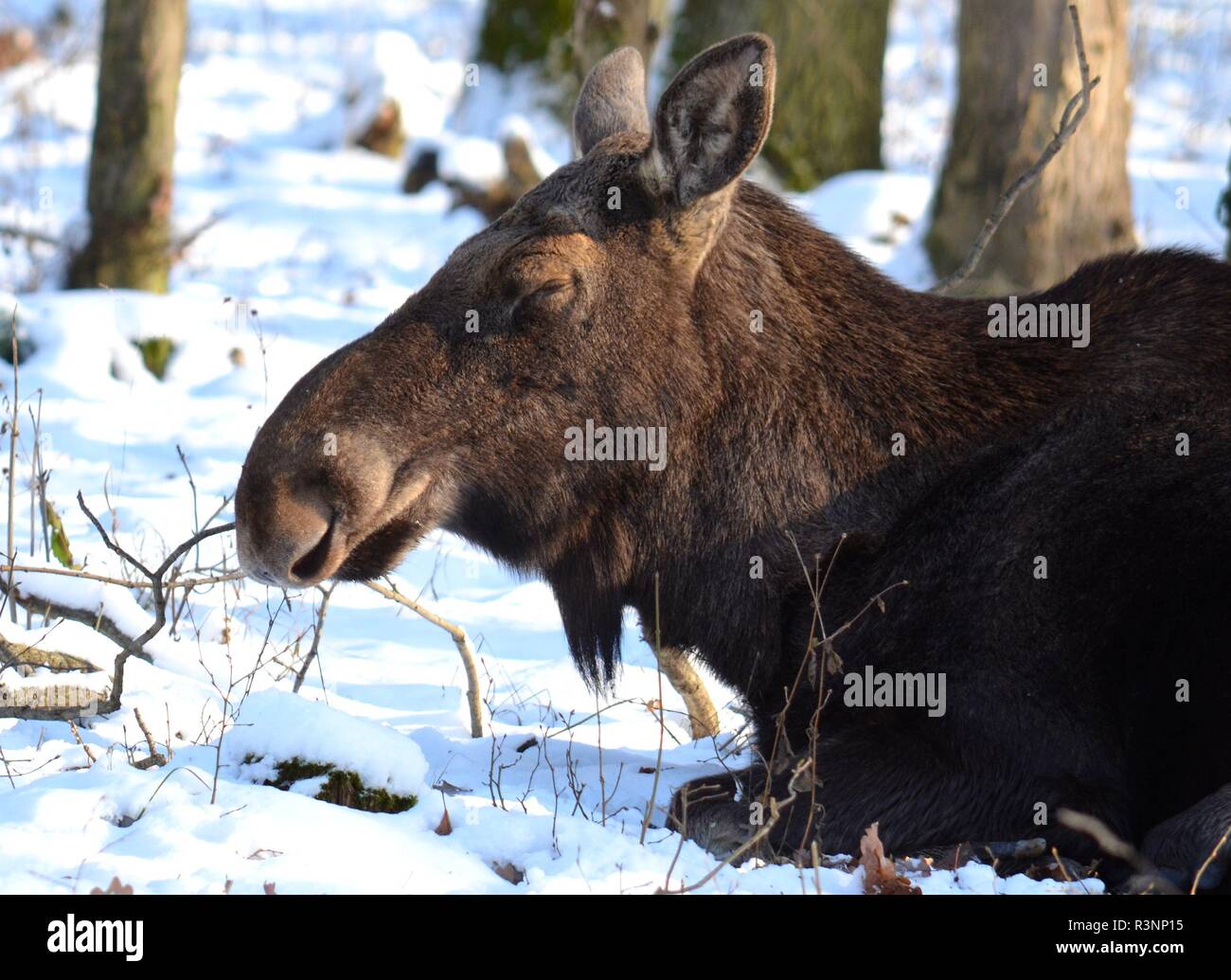 moose (alces alces Stock Photo - Alamy