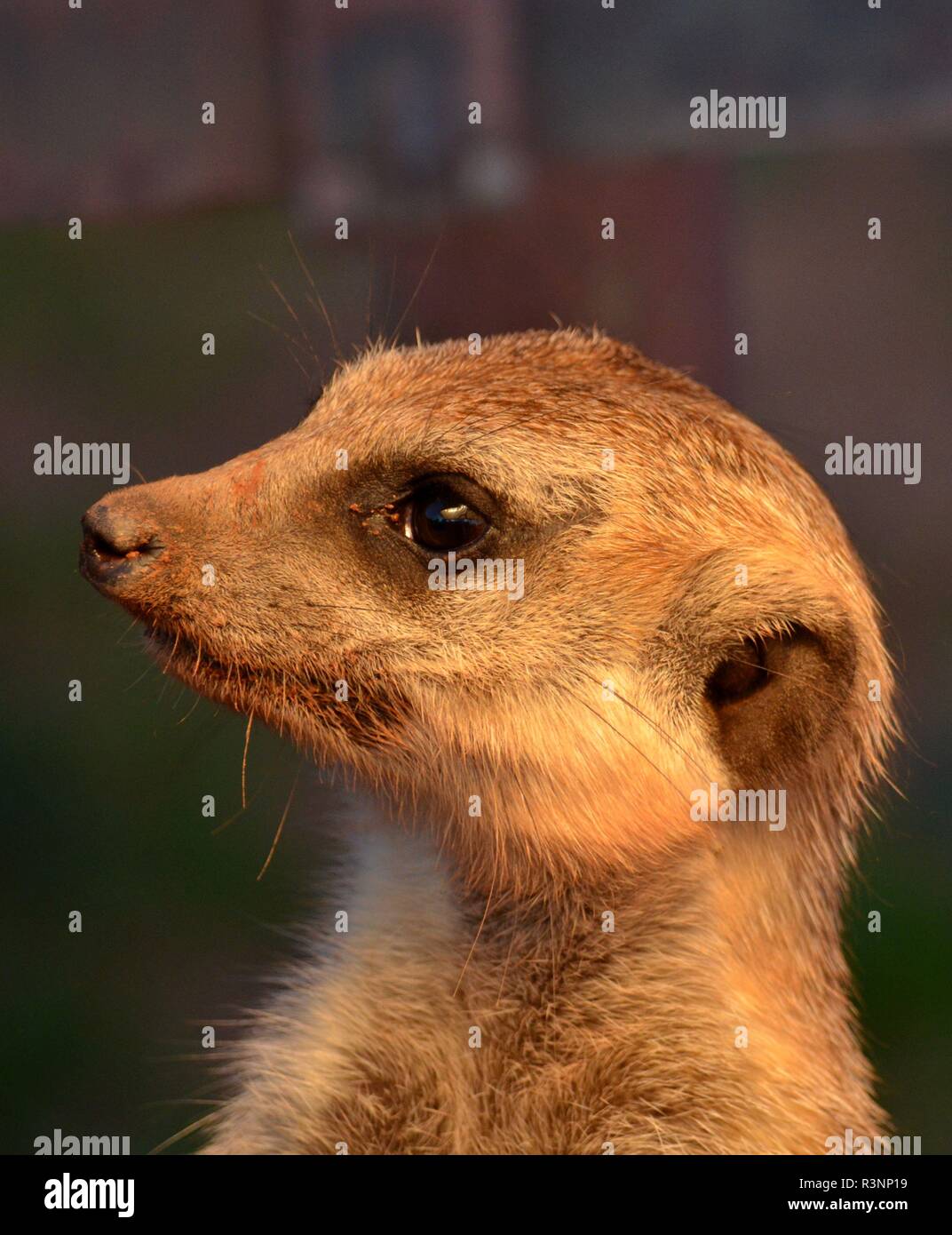 Meerkat suricat suricata suricatta hi-res stock photography and images ...