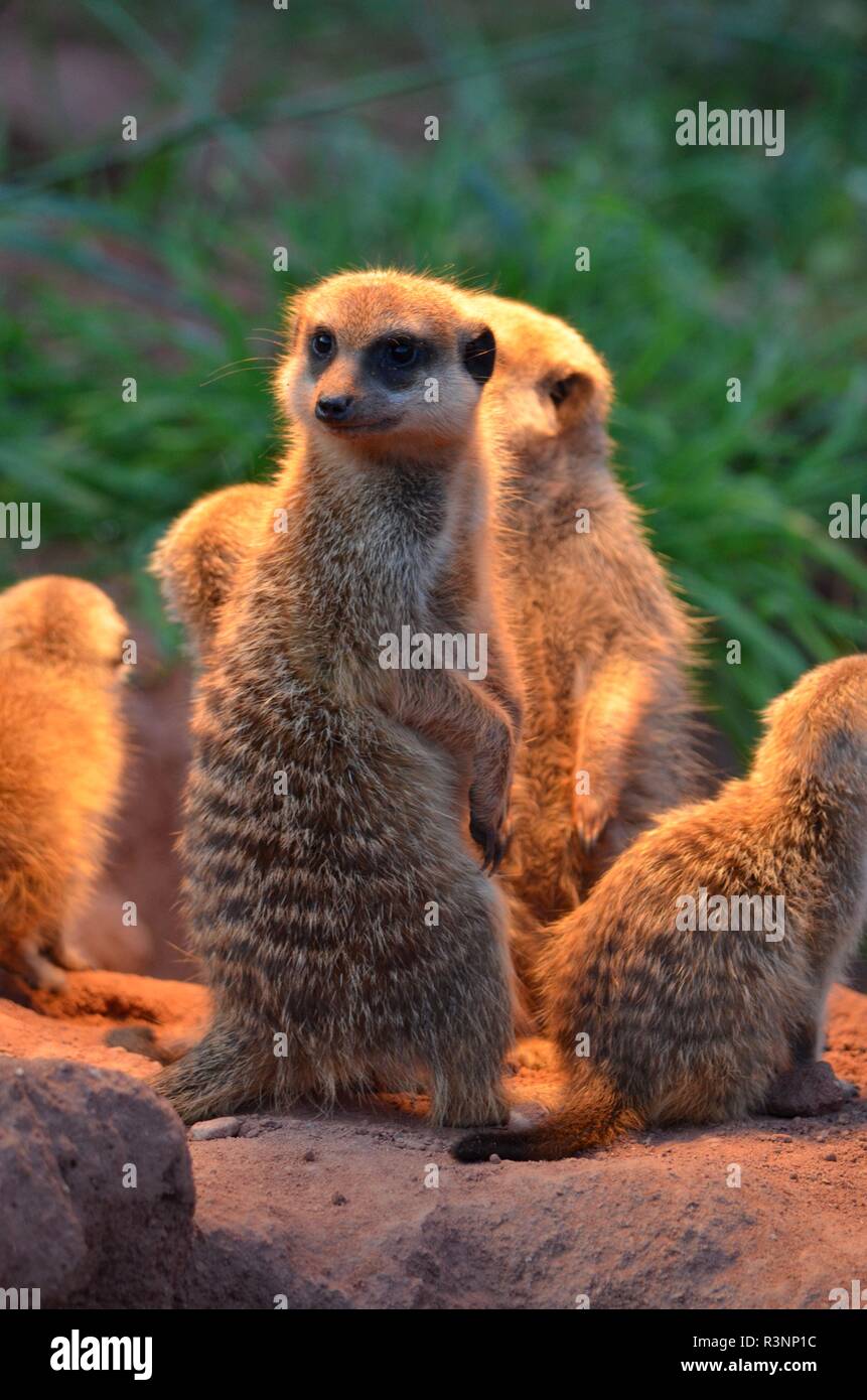Suricata suricat hi-res stock photography and images - Alamy