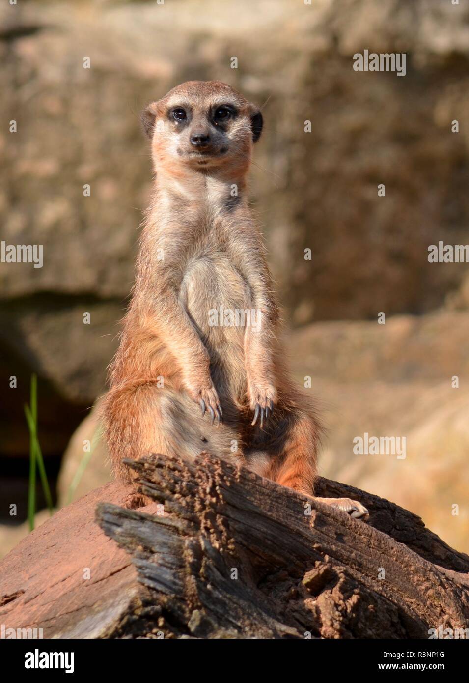 Suricat suricatta hi-res stock photography and images - Alamy