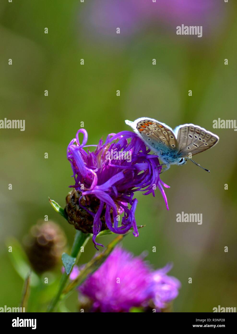 wiesenblÃ¤uling (polyommatus icarus Stock Photo - Alamy