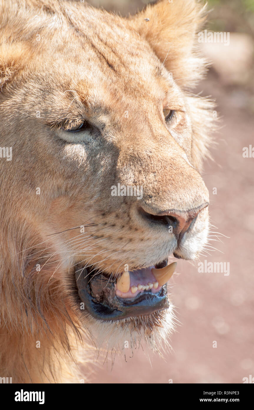 Human scavenger human hi-res stock photography and images - Alamy