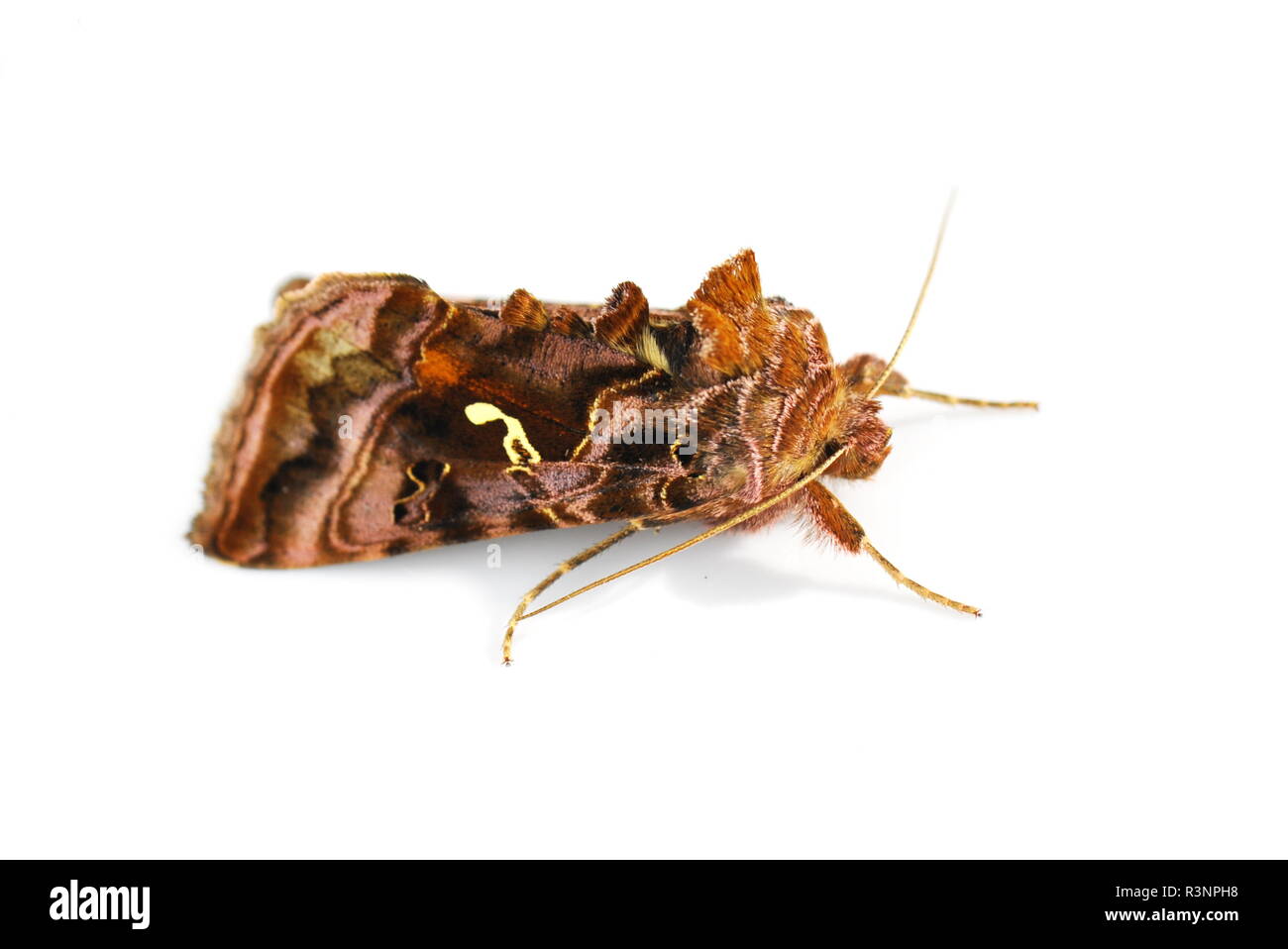 The nocturnal butterfly Golden Y, Autographa pulchrina isolated on ...