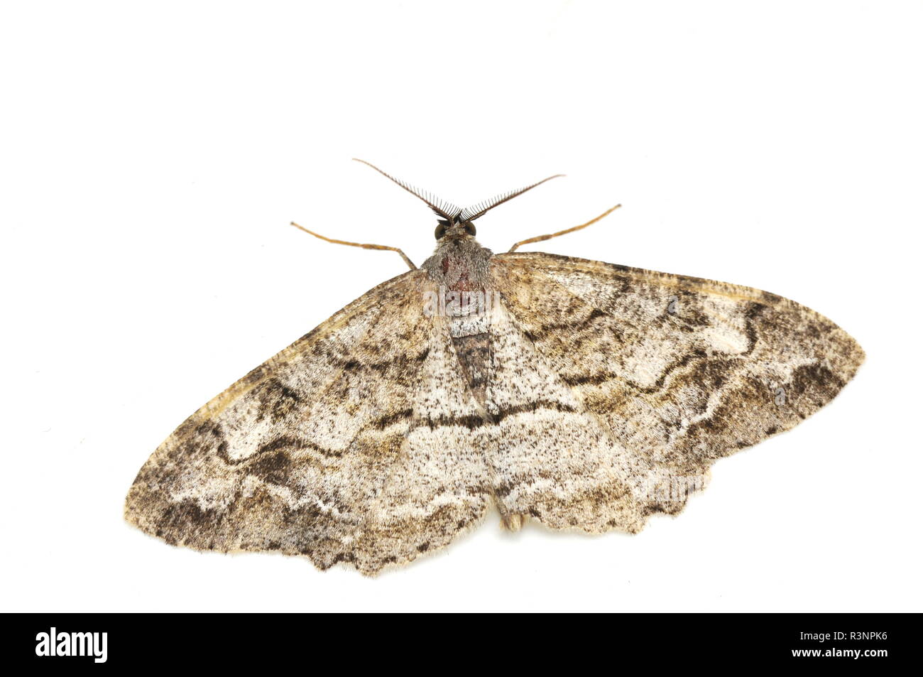 Feale mottled beauty geometridae moth Alcis repandata isolated on white ...
