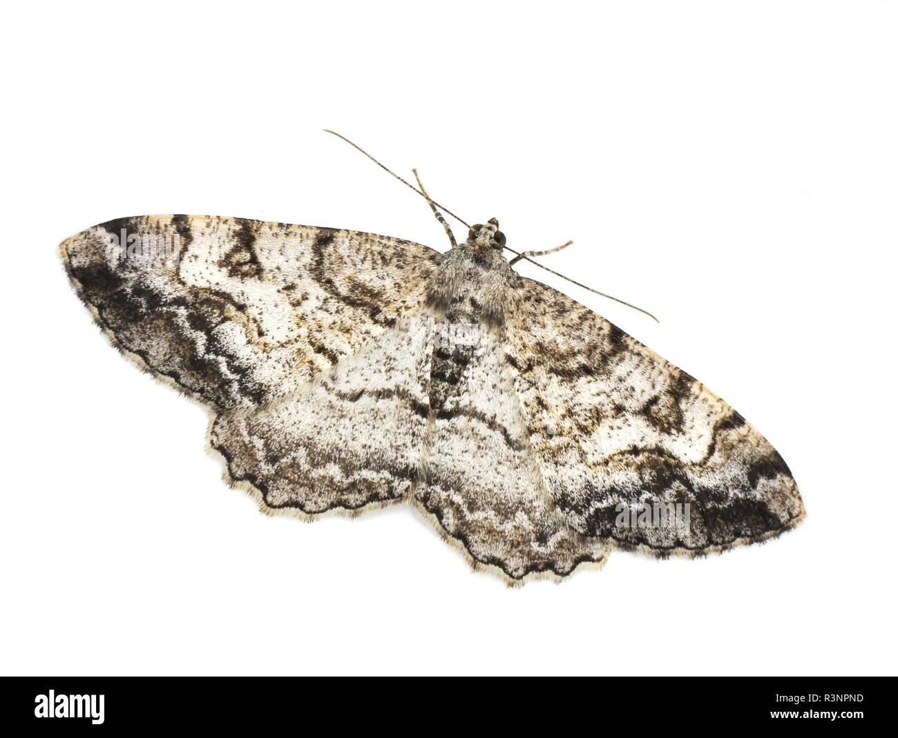 Mottled beauty alcis repandata Cut Out Stock Images & Pictures - Alamy