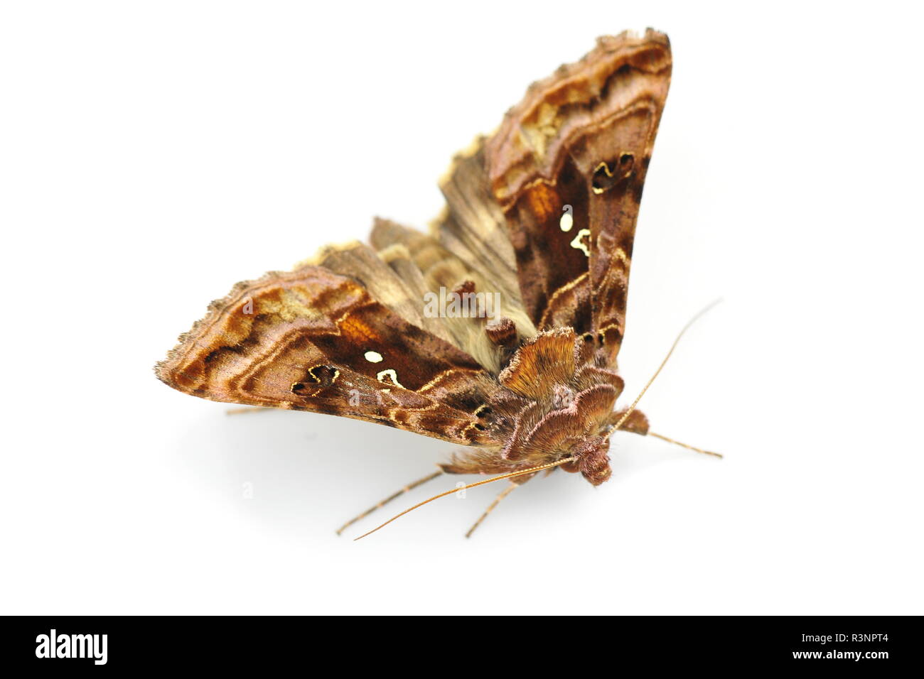 The nocturnal butterfly Golden Y, Autographa pulchrina isolated on ...