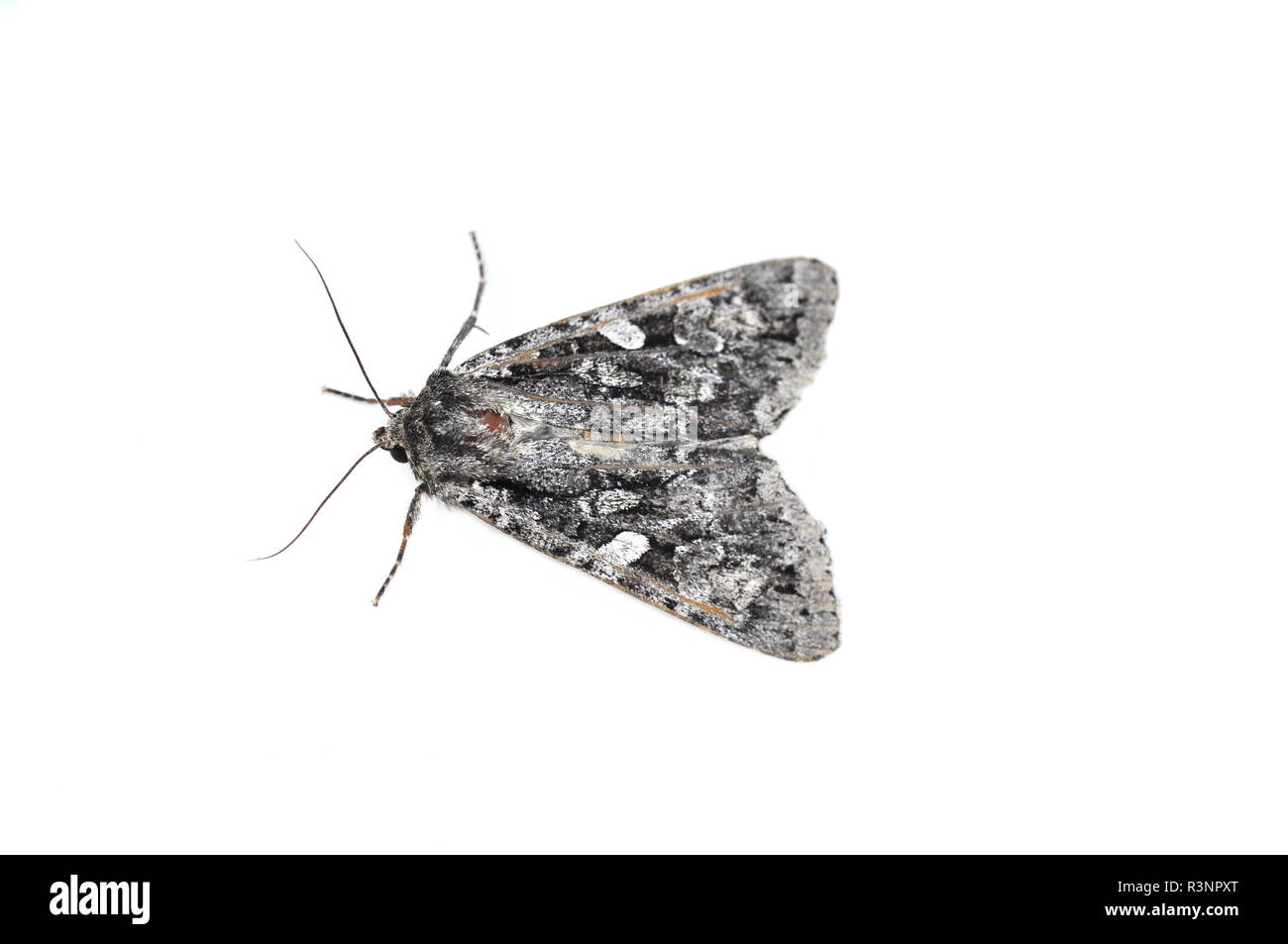 The Great Brocade moth on white background Stock Photo - Alamy
