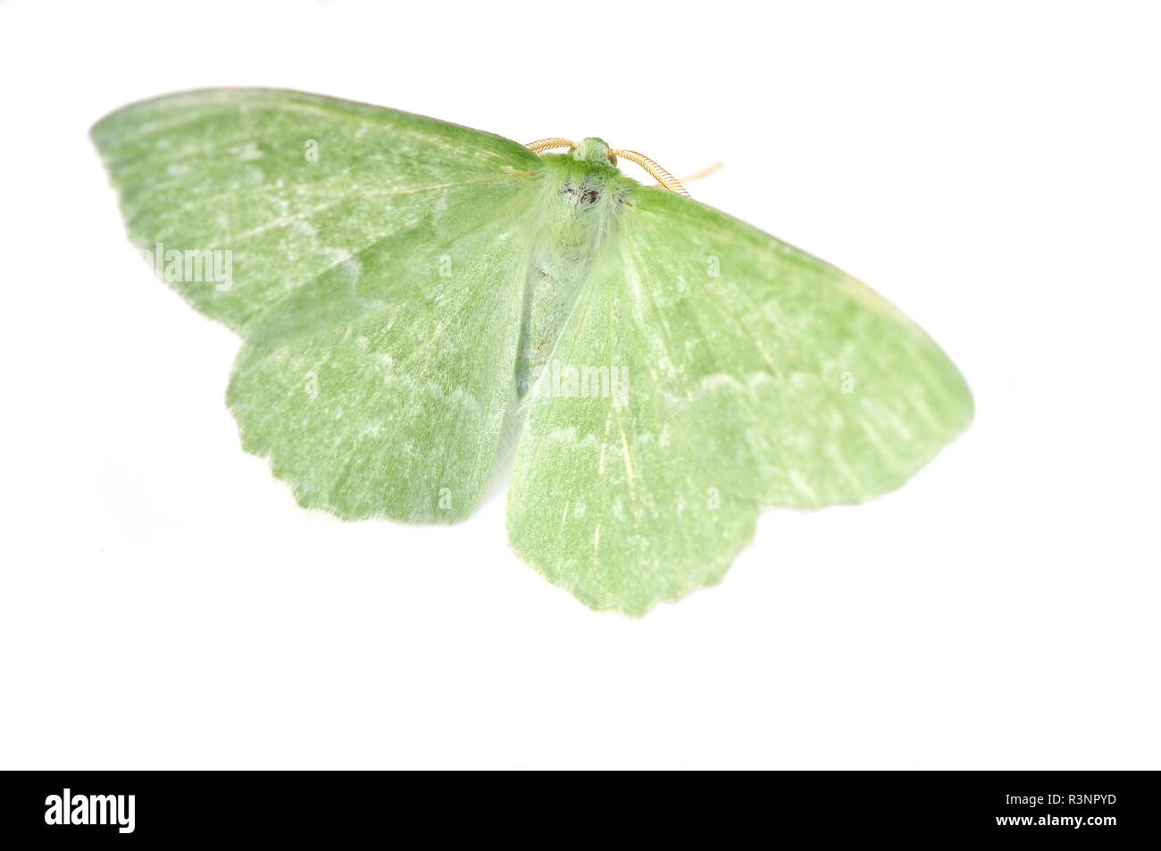 Emerald green moth Cut Out Stock Images & Pictures - Alamy