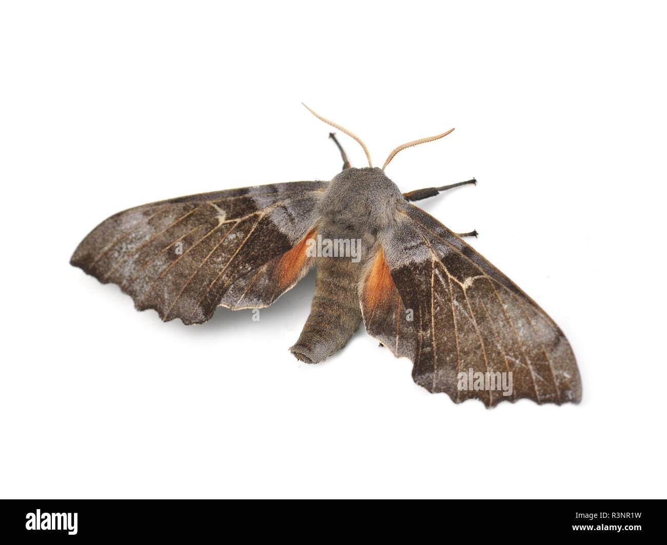 Large red moth Cut Out Stock Images & Pictures - Alamy