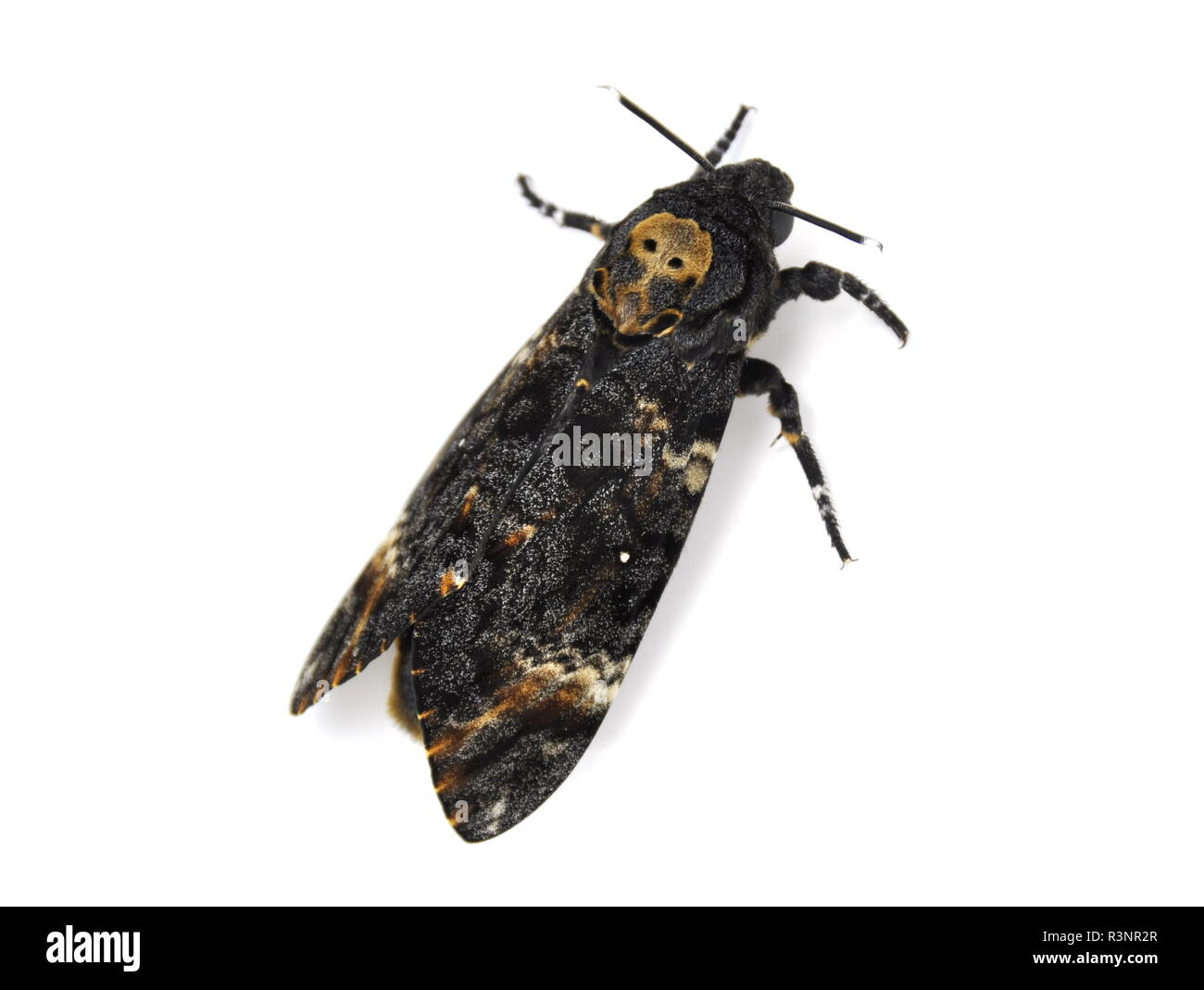 Death's-head Hawk moth, Acherontia atropos on white background Stock ...