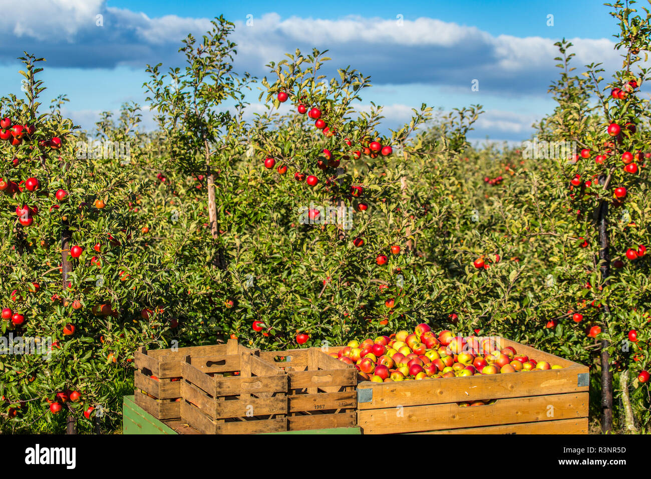 Apple tree plantation germany hi-res stock photography and images - Alamy