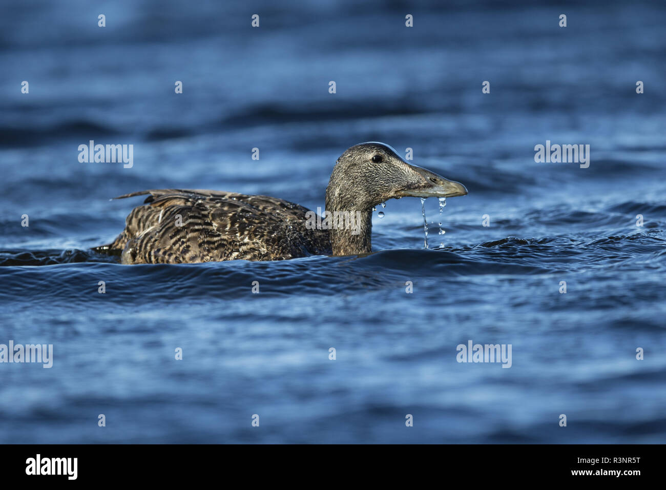 Common Eider (Somateria mollissima) female. Down collecting in Lanan ...