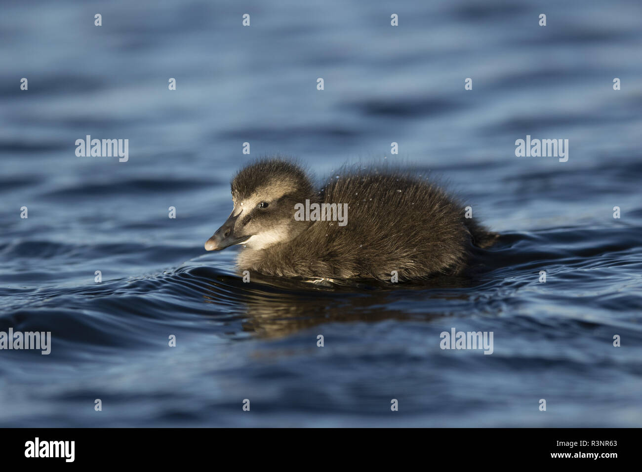 Common Eider (Somateria mollissima) duckling. Down collecting in Lanan ...
