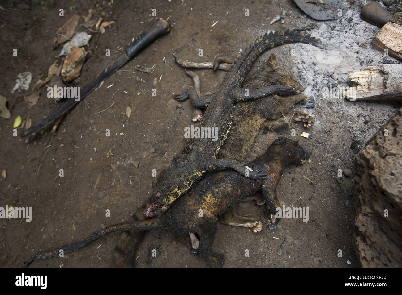 Bush_meat hi-res stock photography and images - Alamy