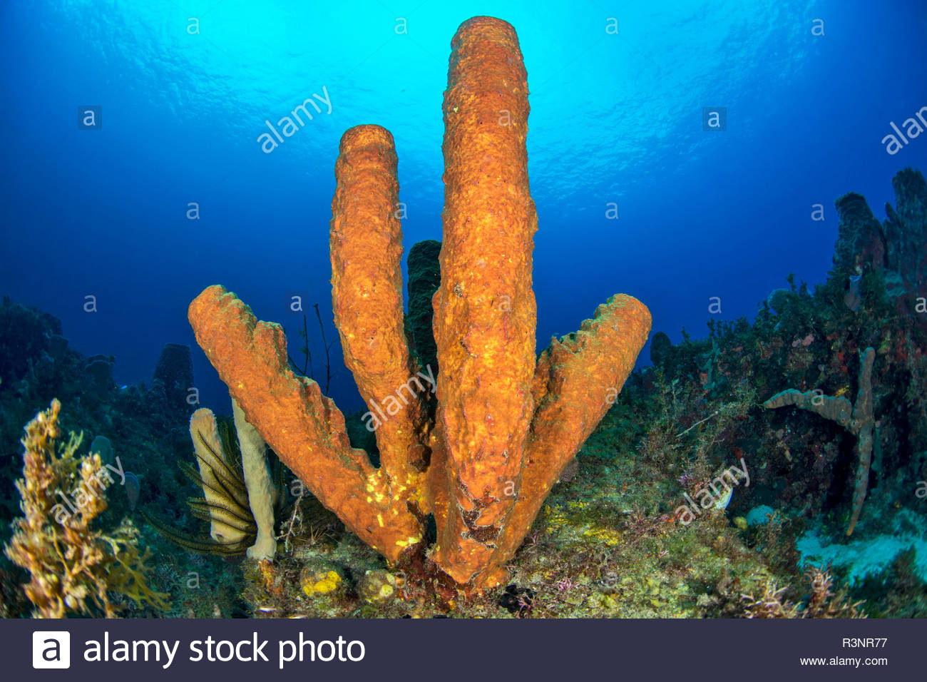 Sponge Aplysina Sp High Resolution Stock Photography and Images - Alamy