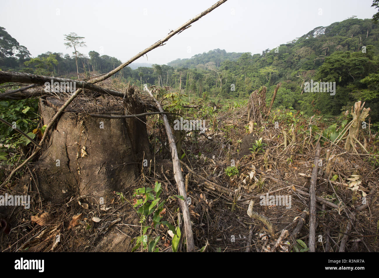 Cameroun oil hi-res stock photography and images - Alamy
