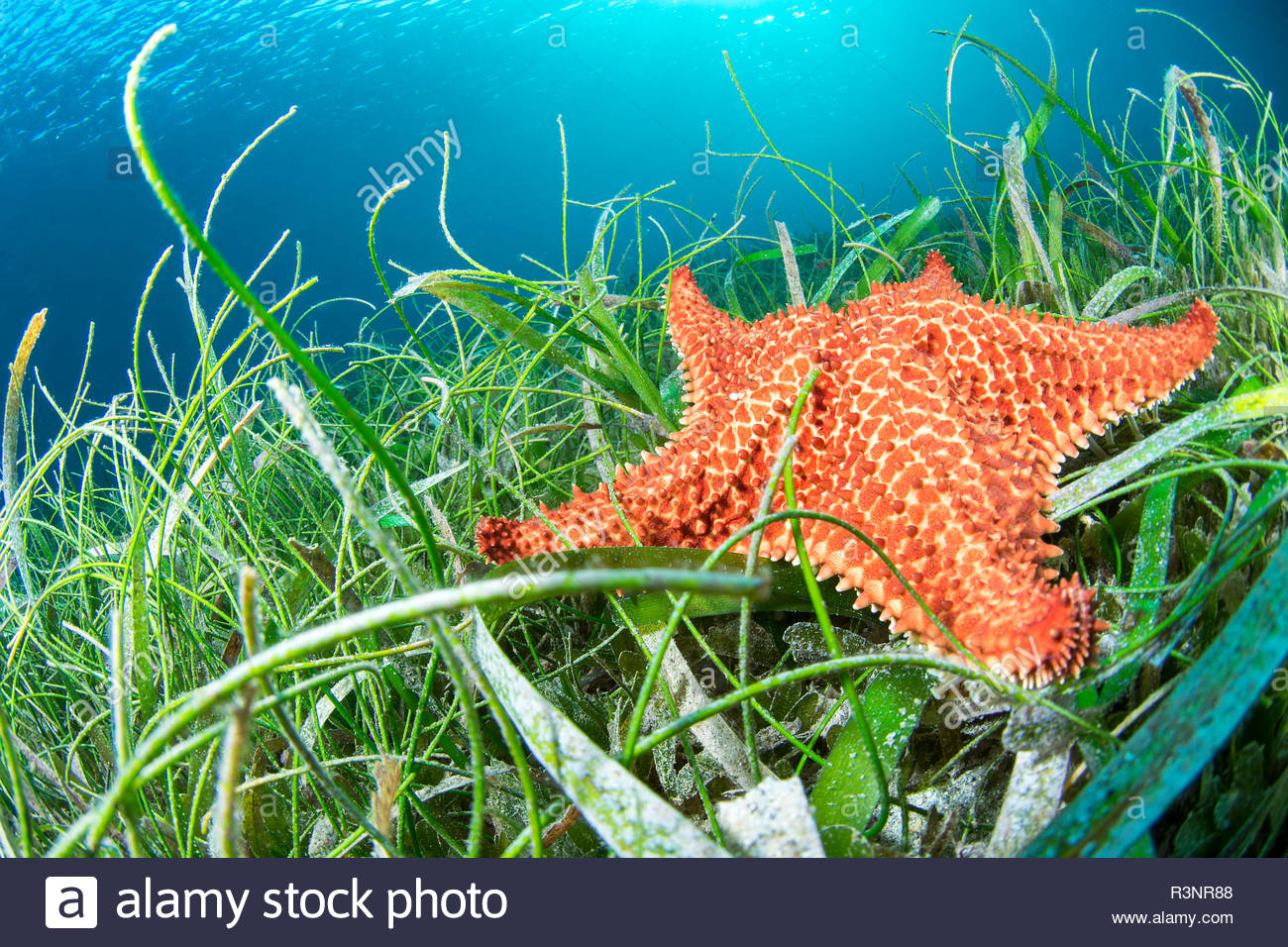Syringodium Filiforme High Resolution Stock Photography and Images - Alamy