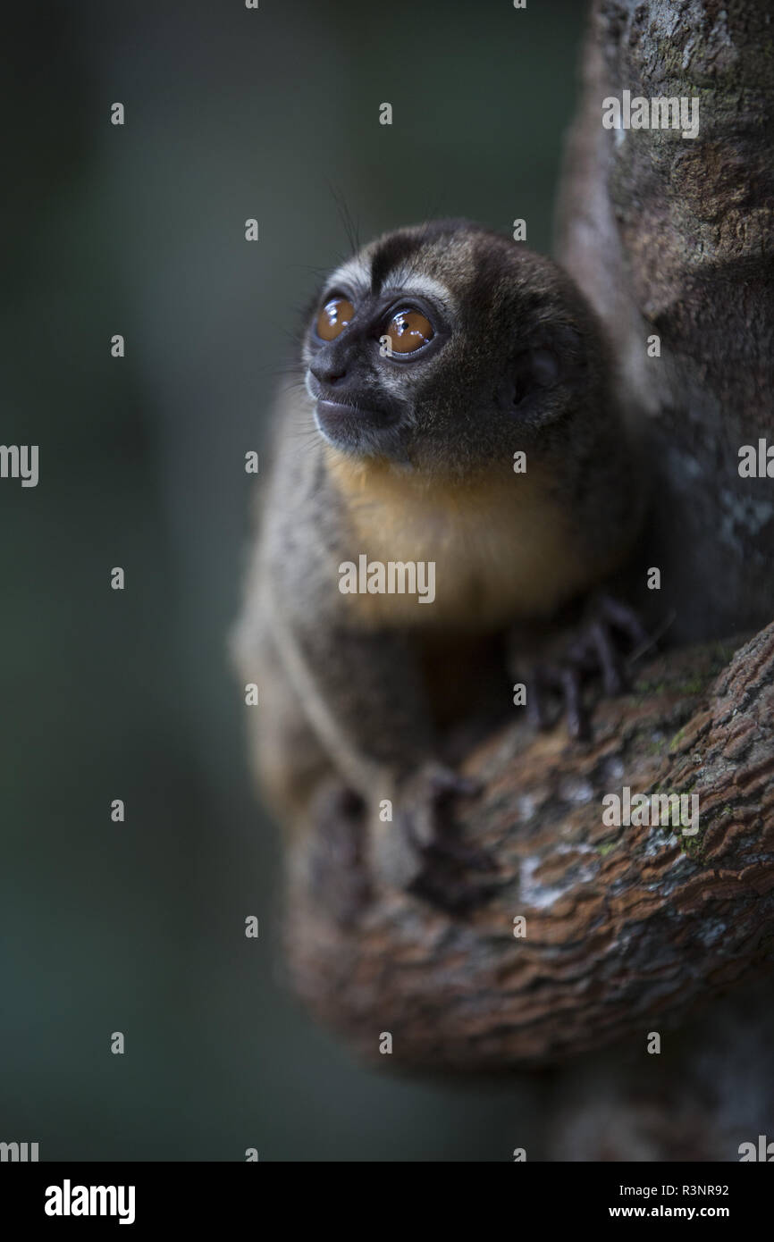 Aotidae hi-res stock photography and images - Alamy