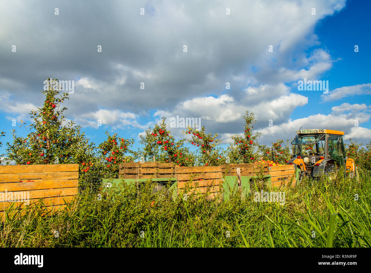 Altes Land - Germany Stock Photo - Alamy