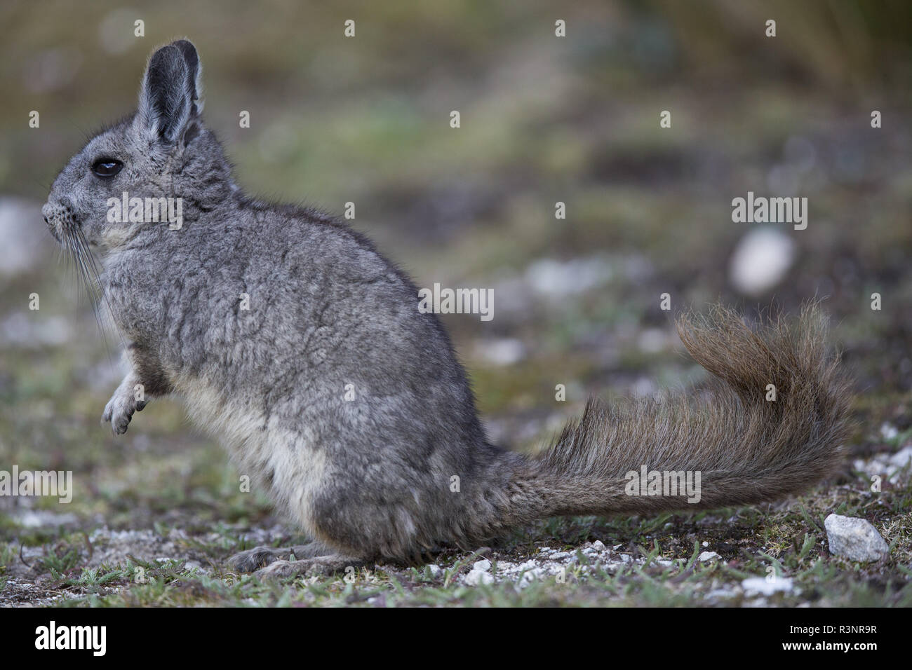 Mountain viscacha (Lagidium peruanum), Huascaran NP, Andes, White ...