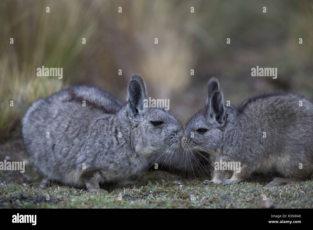 Mountain viscachas (Lagidium peruanum), Huascaran NP, Andes, White ...